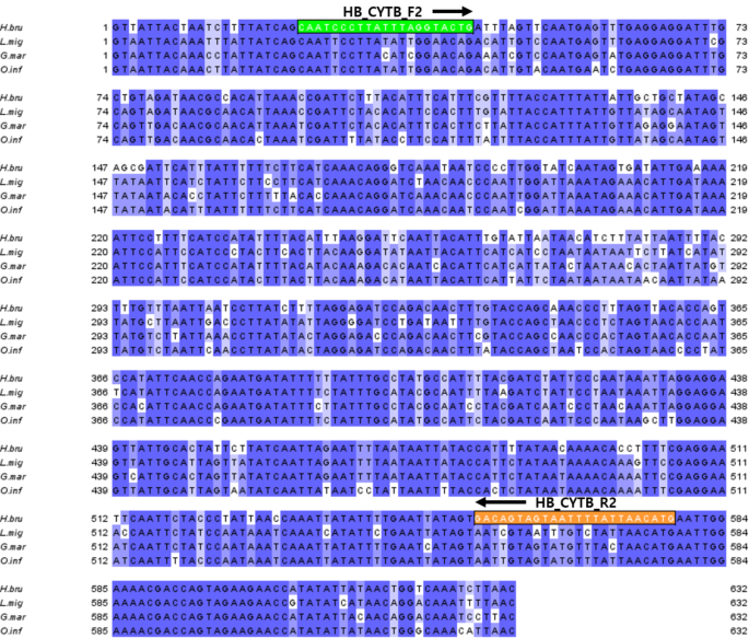 Identification of the endangered species Haplotropis brunneriana ...