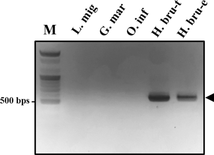 Identification of the endangered species Haplotropis brunneriana ...