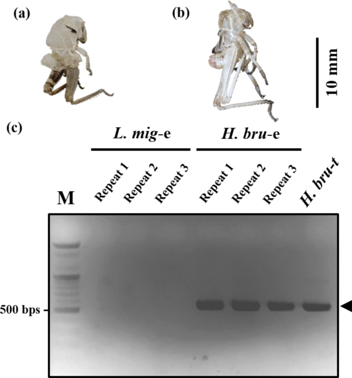 Identification of the endangered species Haplotropis brunneriana ...