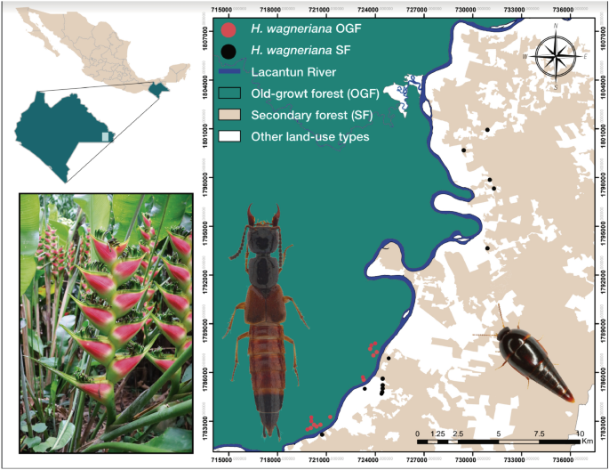 Rove beetle species diversity and the patterns of interactions with ...