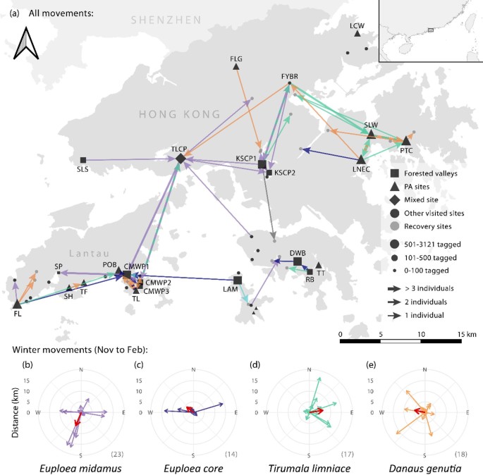 Multi-species aggregation and movement patterns of danaid butterflies ...