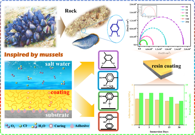 Anticorrosive coating from mussel-inspired hyperbranched epoxy resin ...