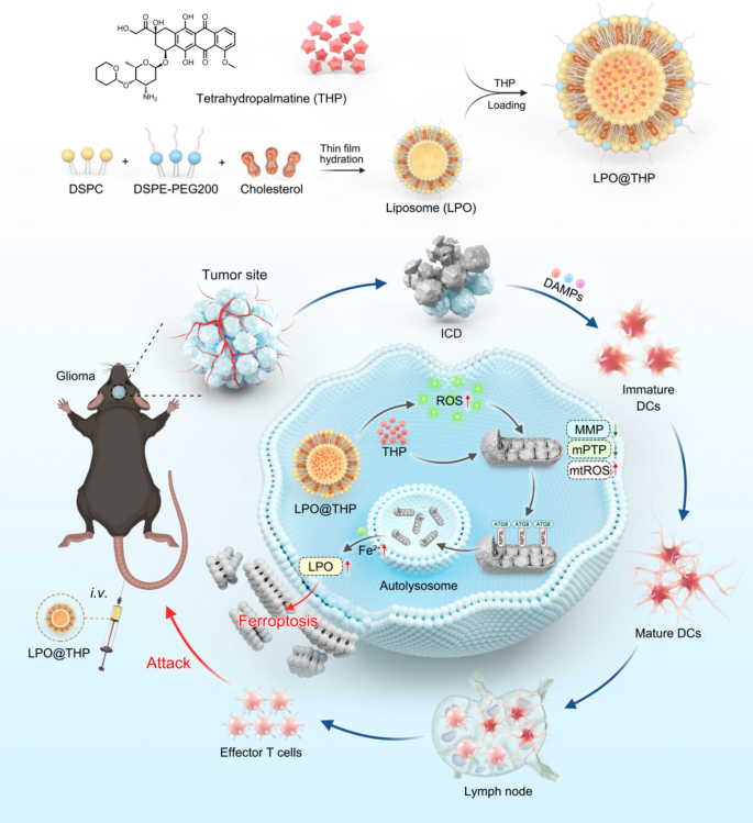Liposome modification THP boosts glioma ferroptosis and immunogenic ...