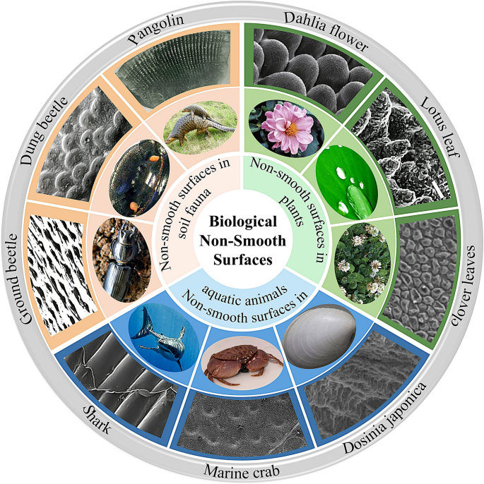 Review: research advances in detachment mechanisms of biological non ...