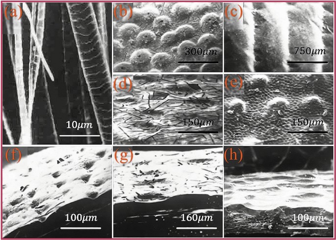 Review: research advances in detachment mechanisms of biological non ...