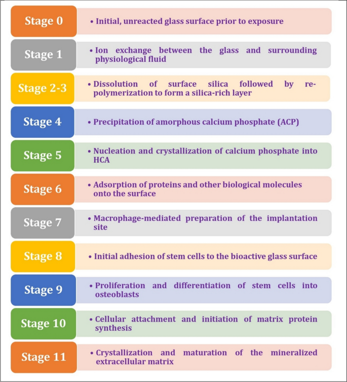 Review: silicate bioactive glasses—advances in structure, bioactivity ...