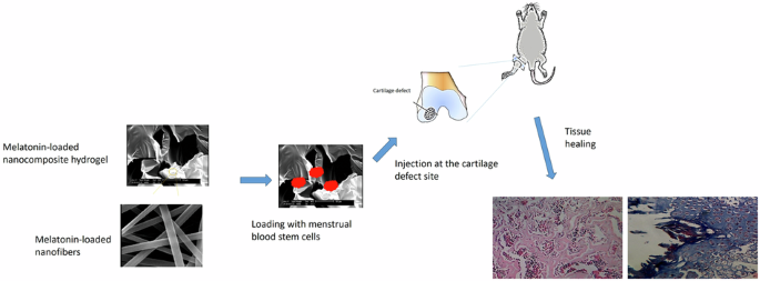 Cartilage defect repair in a rat model via a nanocomposite hydrogel ...