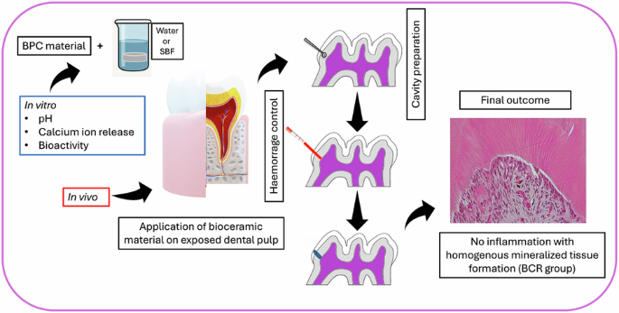 Bioactivity and biocompatibility of bioceramic-based pulp capping ...