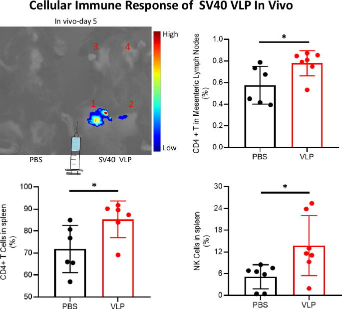 Evaluation of cellular immune response and biosafety of SV40 virus-like ...