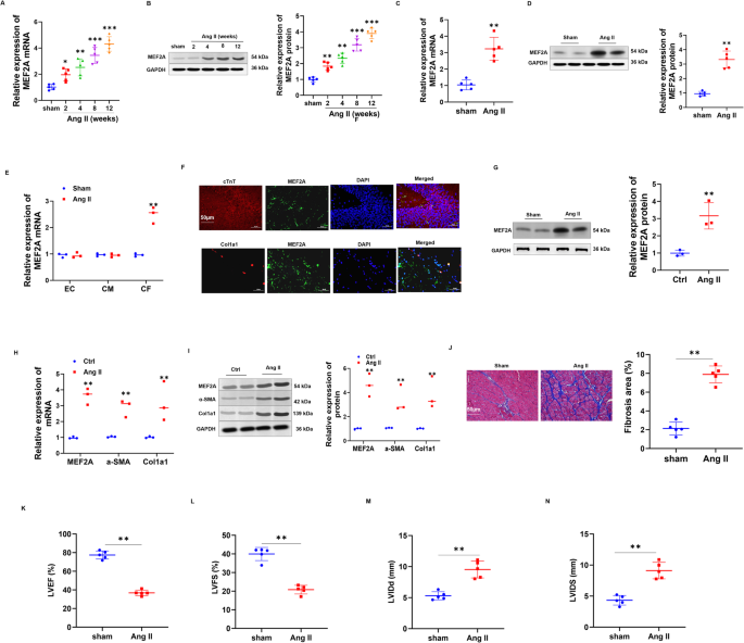 Inhibition of myocyte-specific enhancer factor 2A (MEF2A) attenuates ...