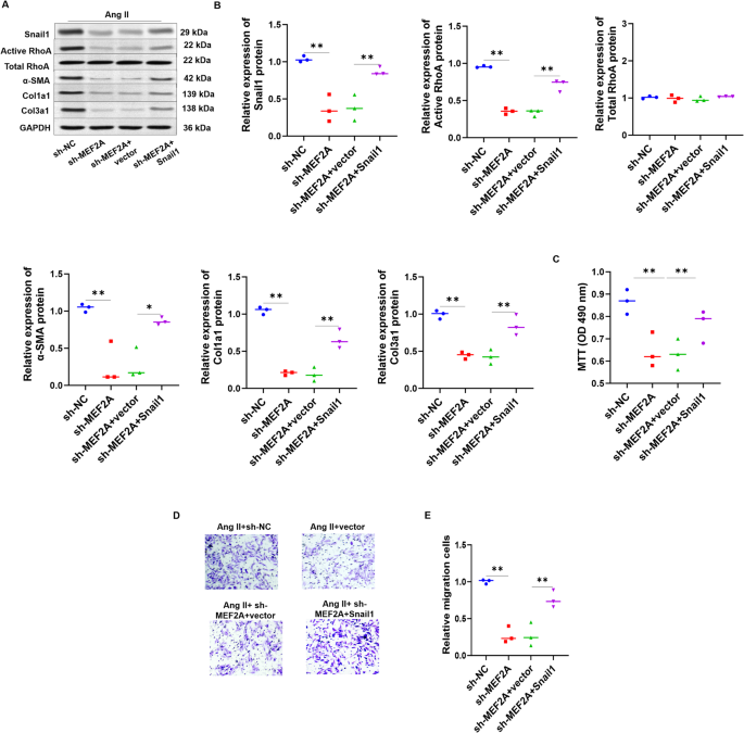 Inhibition of myocyte-specific enhancer factor 2A (MEF2A) attenuates ...