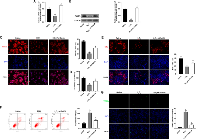 Rab3A attenuated H₂O₂-induced mitochondrial dysfunction and damage in ...