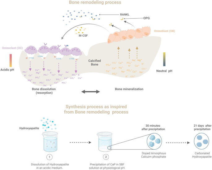 Bone Remodeling-Inspired Synthesis of Biomimetic Multi-Doped Calcium Phosphate Nanoparticles for ...