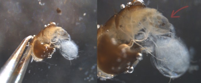 Differential Effects of Ephemeral and Stable Predator Chemical Cues on ...