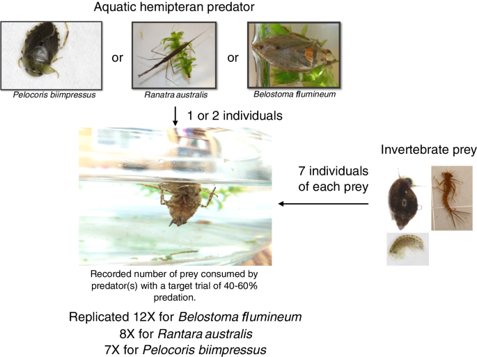 Prey Preferences for Three Aquatic Hemipterans Provide Insights About ...
