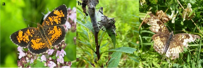 Fluctuations of a Large Harris’ Checkerspot Chlosyne harrisii ...