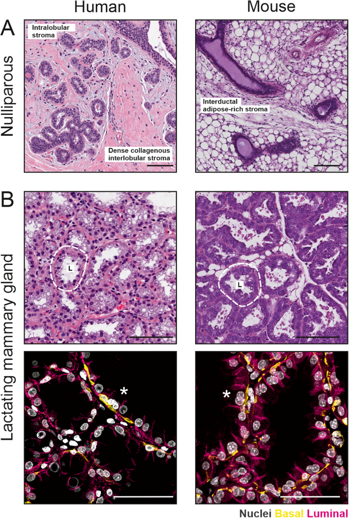 Little women: the relevance and reliance on mouse models for mammary ...