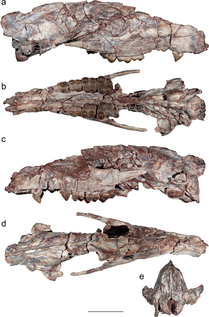 The cranium and dentition of Khirtharia (Artiodactyla, Raoellidae): new ...