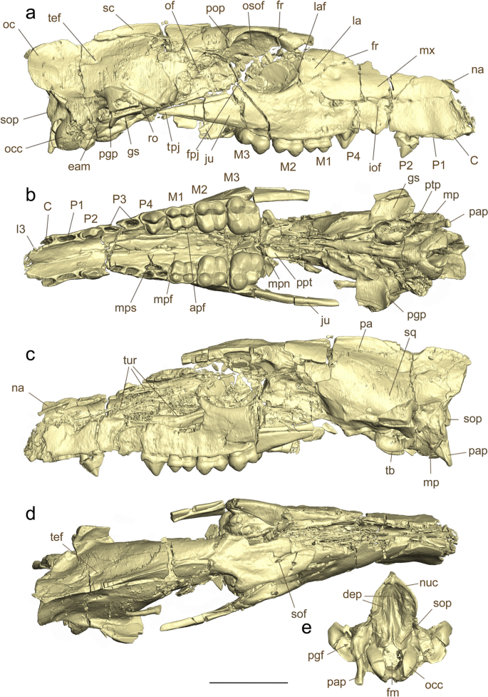 The cranium and dentition of Khirtharia (Artiodactyla, Raoellidae): new ...