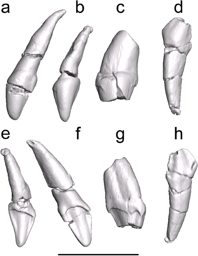 The cranium and dentition of Khirtharia (Artiodactyla, Raoellidae): new ...