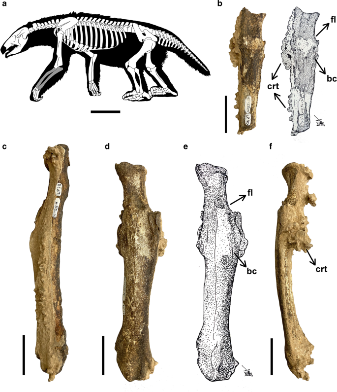 Integrating paleopathology and paleoecology to unravel the lifestyle of ...