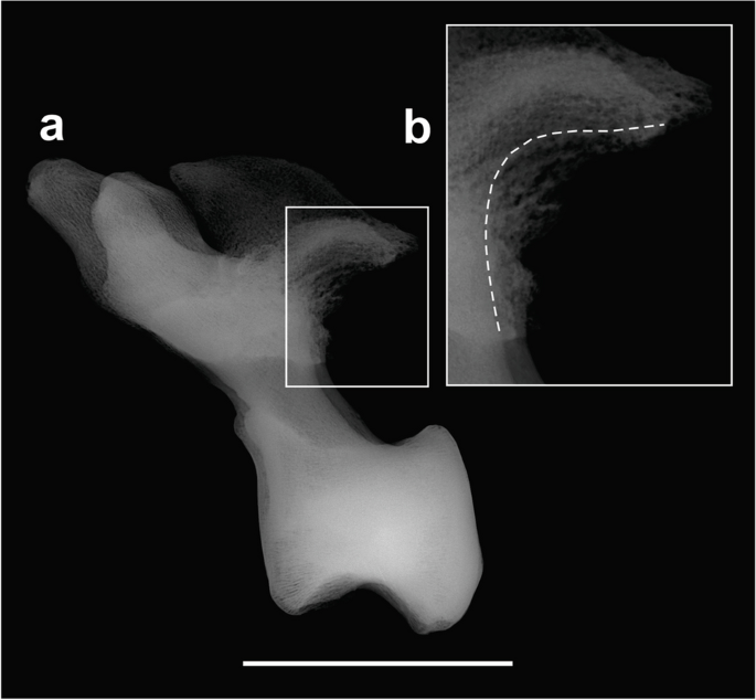 Memories of the blows: severe soft-tissue injuries in caudal vertebrae ...