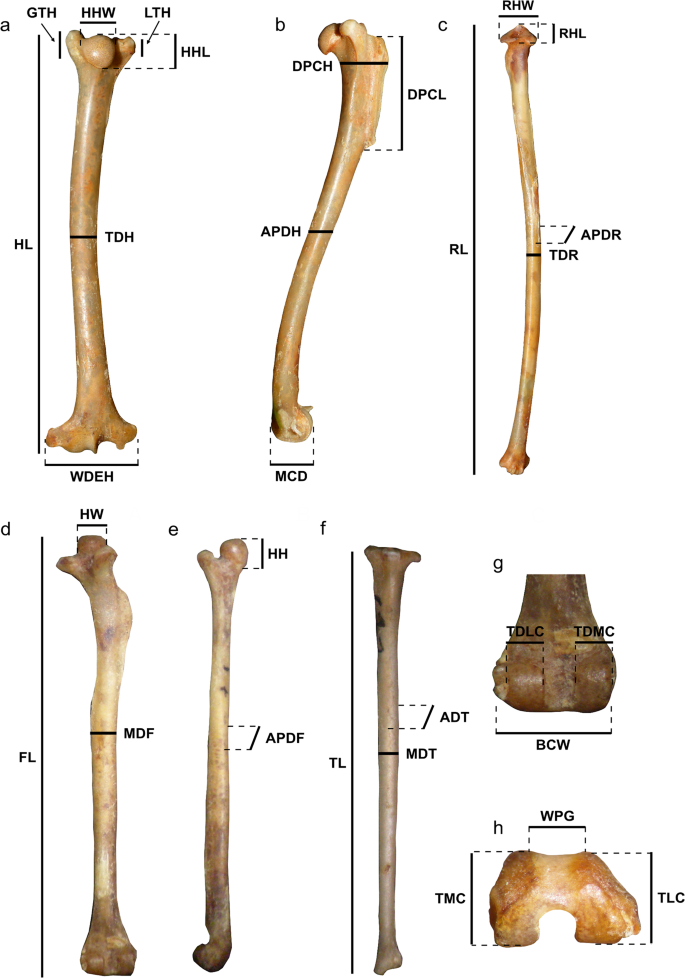 Morphological variation of limb bones in three families of Neotropical ...