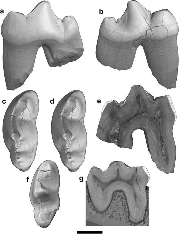 Unexpected discovery of a fossil honey badger (Mustelidae, Carnivora ...