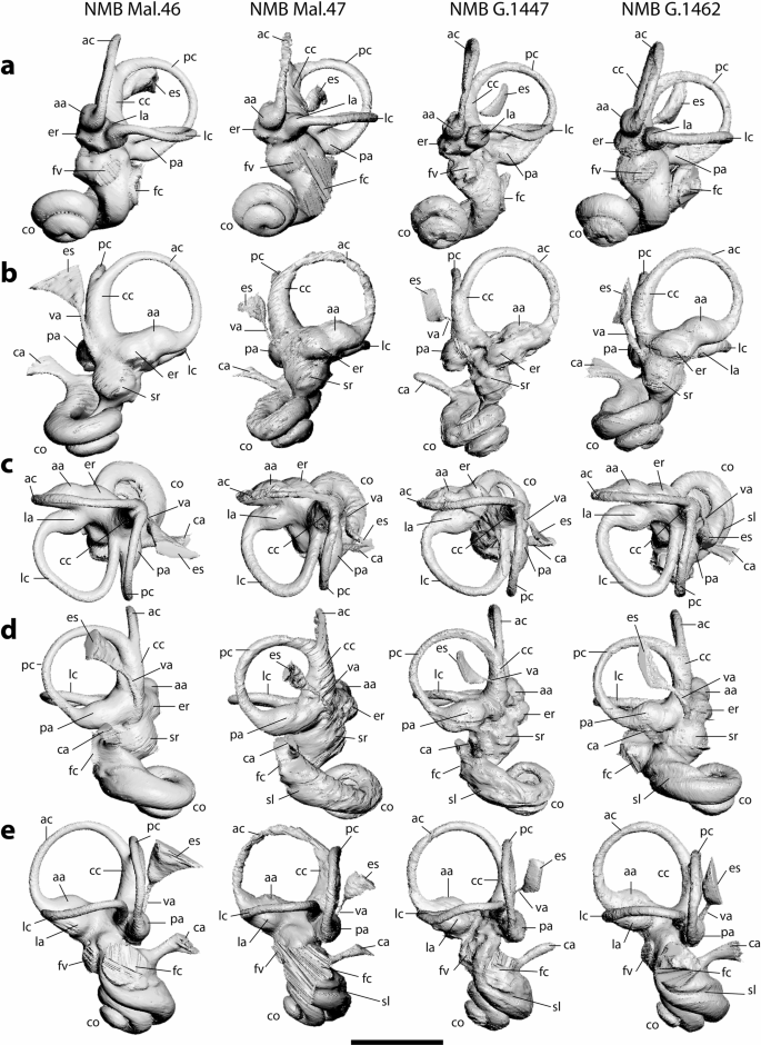 The bony labyrinth of Myotragus balearicus (Mammalia, Ruminantia ...
