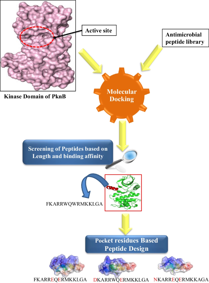 Identification and Design of Novel Potential Antimicrobial Peptides ...
