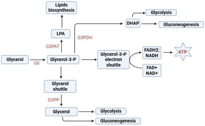 Structure, Mutation, Functional Domain Roles and Medical Implications ...