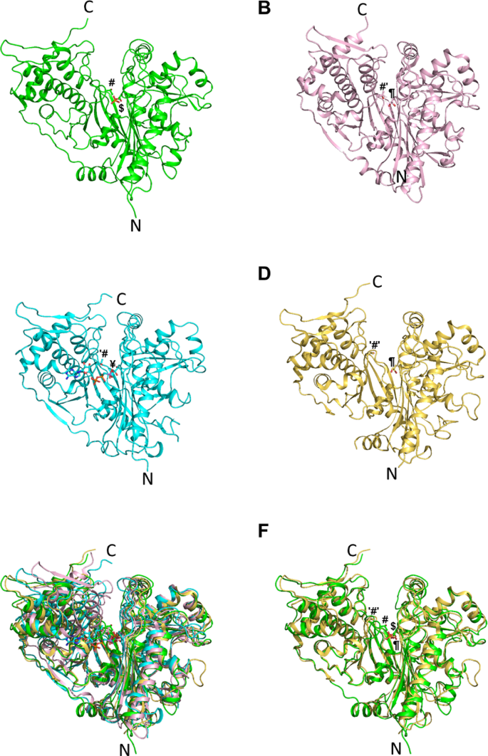 Structure, Mutation, Functional Domain Roles and Medical Implications ...