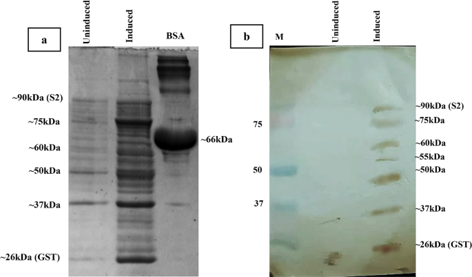 SARS-CoV-2 Spike Protein S2 Subunit: Recombinant Protein Expression ...