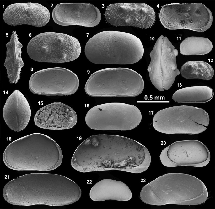 The ostracod distribution in the Sea of Galilee (Levant): species ...