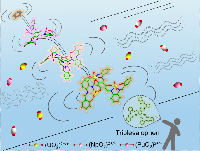 Investigation of the actinyl (VI, V) (An = U, Np, Pu) complexes with ...