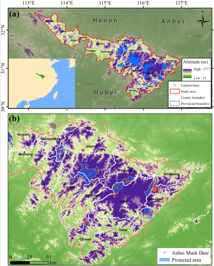 Climate change and conservation strategies for the Anhui musk deer ...