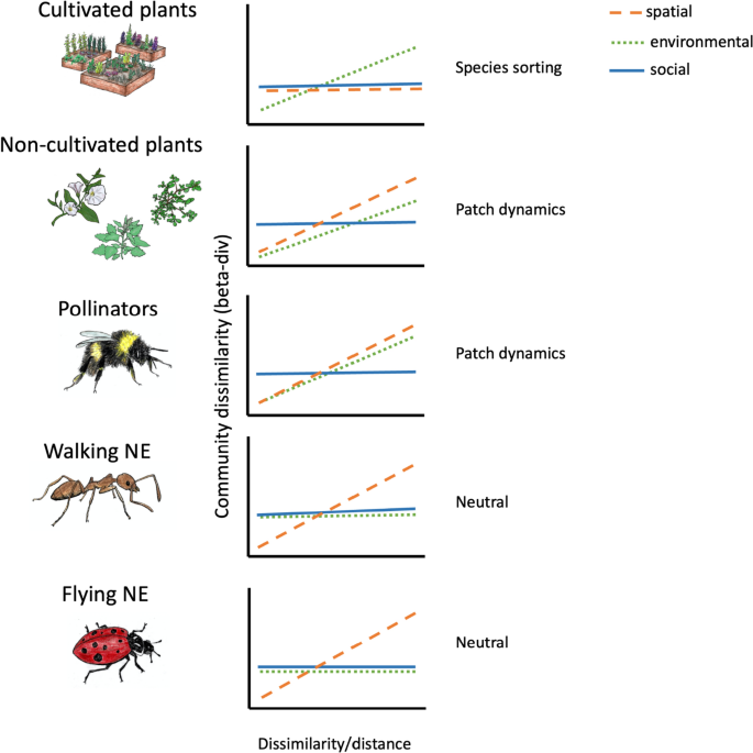Metacommunities in community gardens: relative strength of ...