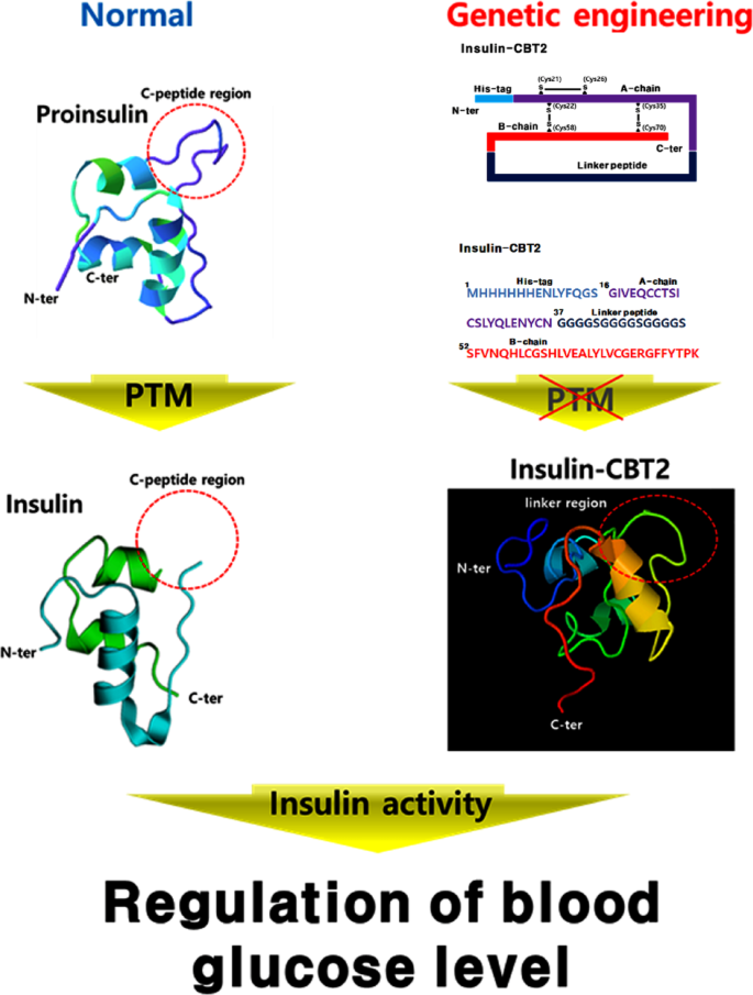 Production of Active Single-Chain Insulin in E. coli: No PTM for ...