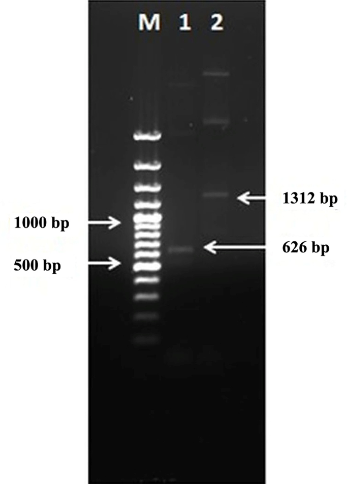 Development of a UCOE-Based Lentiviral Vector System for Recombinant ...