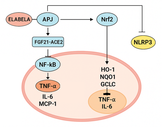 ELABELA in Diabetes and Related Diseases: A Multifaceted Regulator of ...