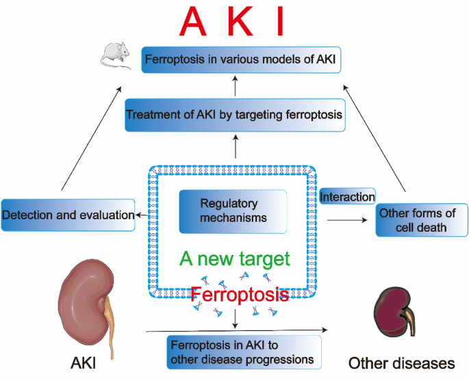 The role of ferroptosis in acute kidney injury: mechanisms and potential therapeutic targets ...