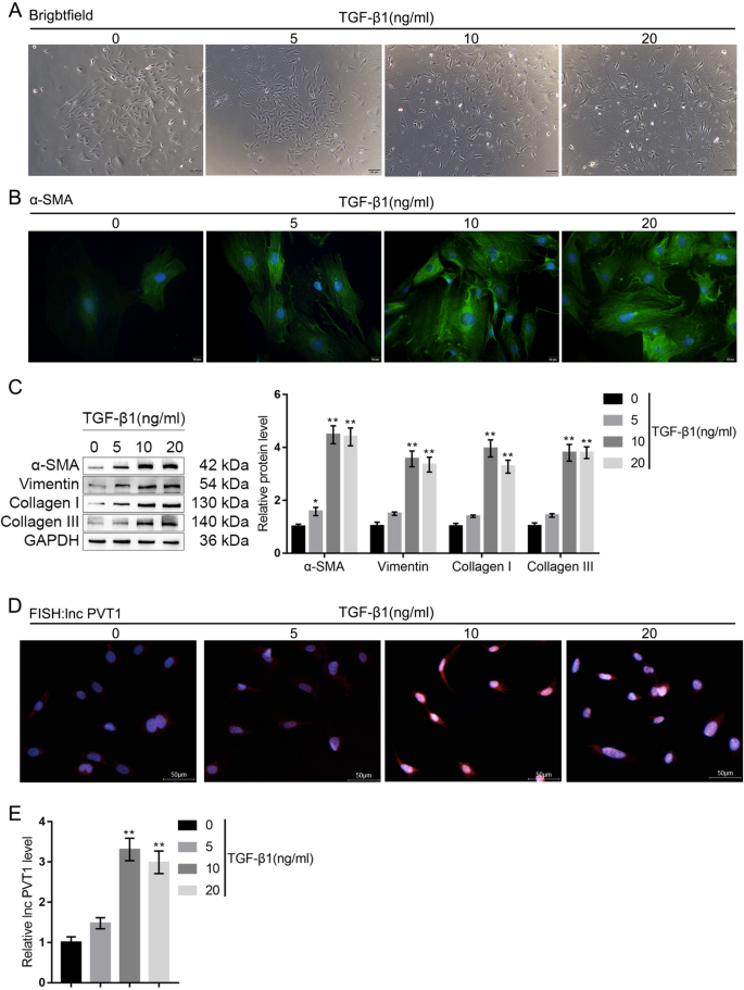 Lnc PVT1 facilitates TGF-β1-induced human cardiac fibroblast activation ...