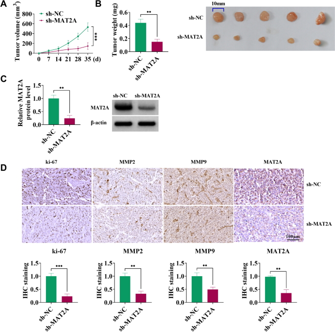 RBM15-mediated the m6A modification of MAT2A promotes osteosarcoma cell ...
