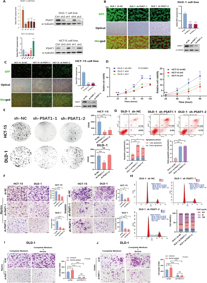 PSAT1 promotes the progression of colorectal cancer by regulating Hippo ...