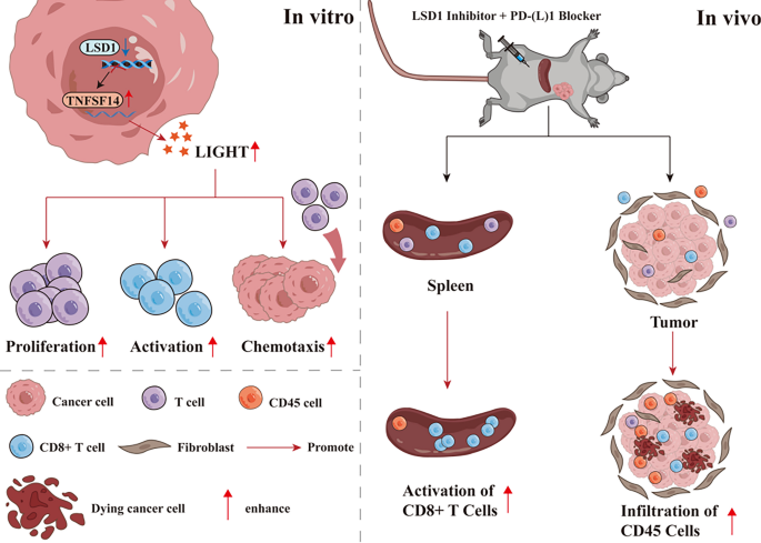 Inhibition of LSD1 enhances T cells anti-tumor immunity by promoting ...