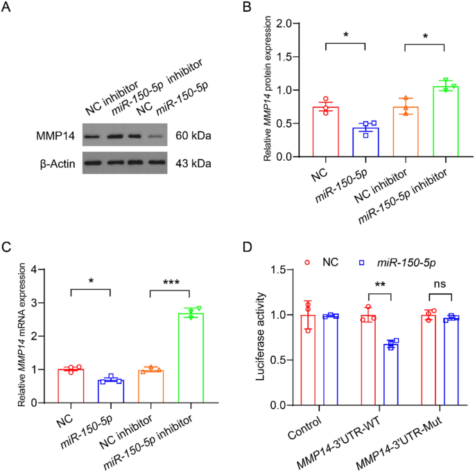 MiR-150-5p attenuates heart failure by targeting MMP14 to regulate ...