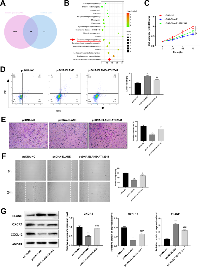 ELANE inhibits the progression of osteosarcoma via suppressing the ...