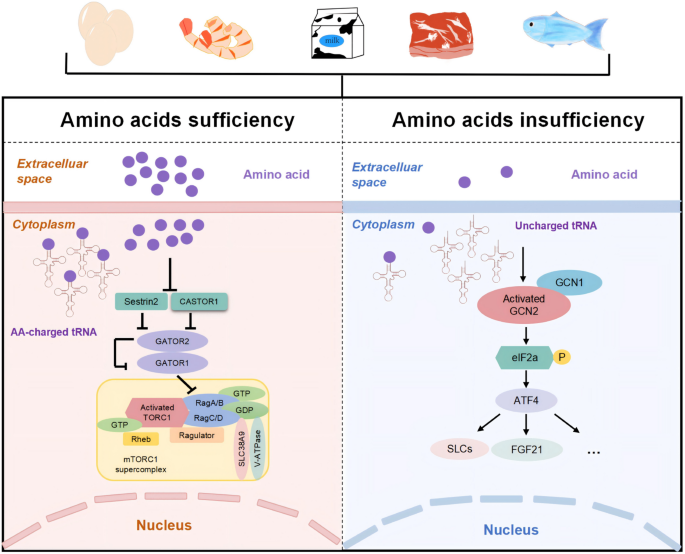 The role of amino acid signaling in pathogenesis of chronic kidney ...