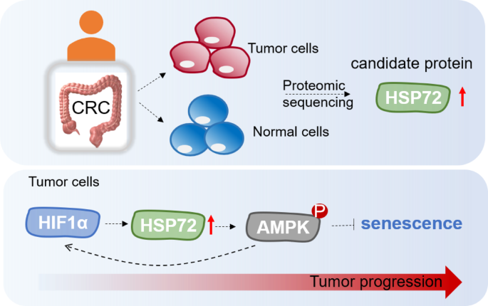 HSP72-AMPK axis mitigates hypoxia-induced cellular senescence to ...