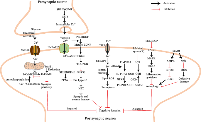 New horizons for the role of selenium on cognitive function: advances ...
